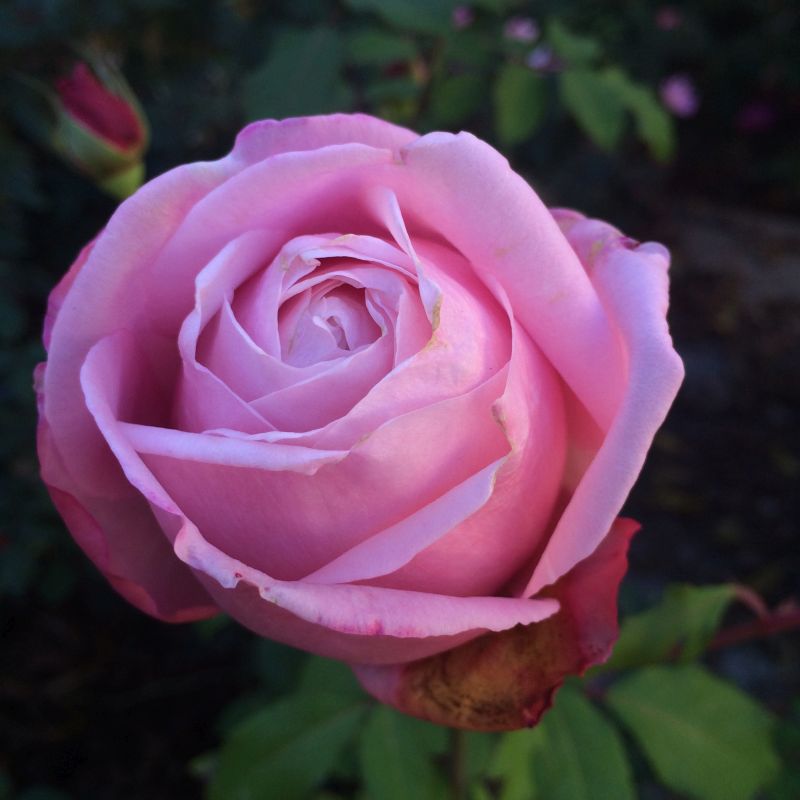 Dallas Arboretum and Botanical Garden