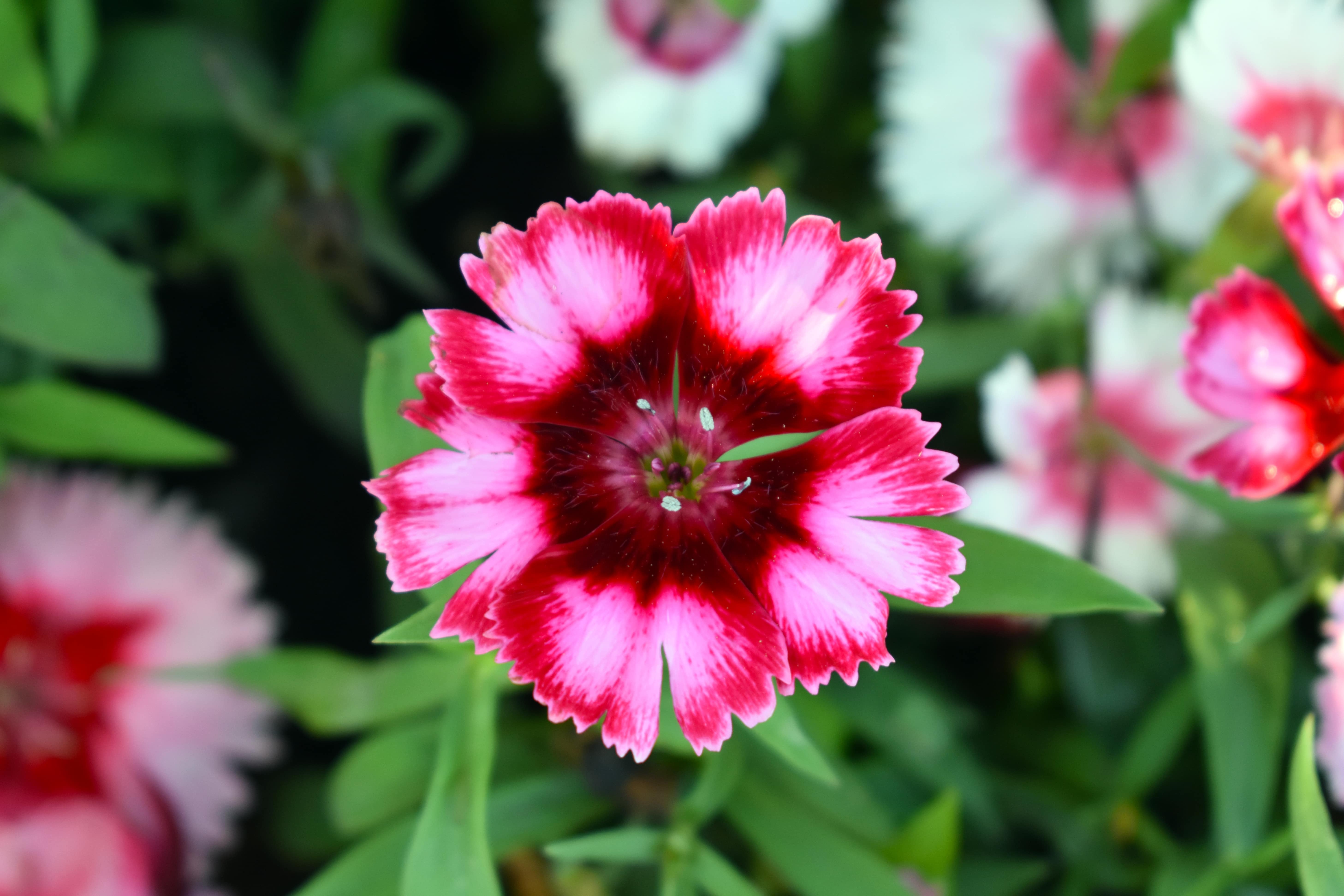 Dallas Blooms | Dallas Arboretum and Botanical Garden