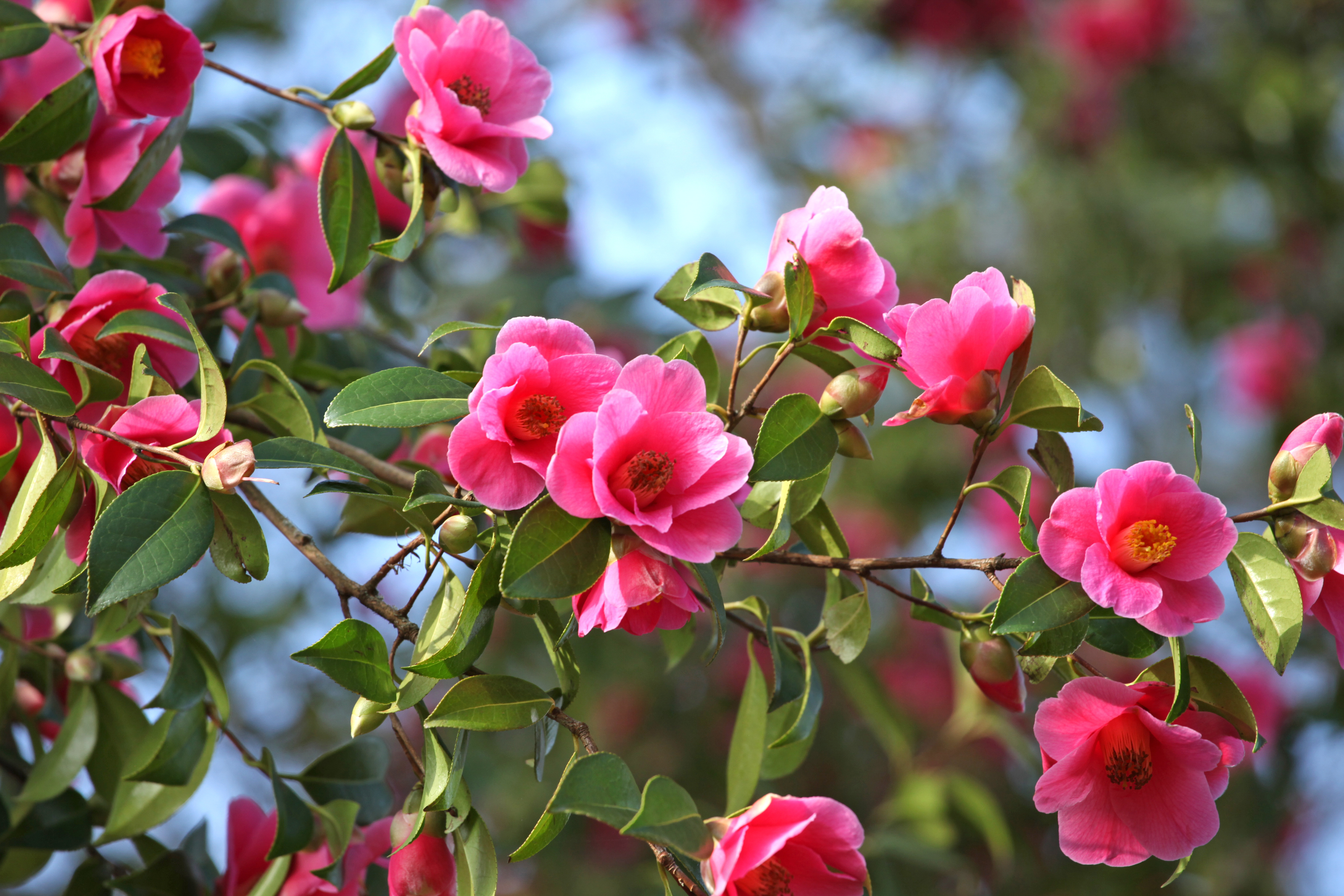 Dallas Arboretum and Botanical Garden