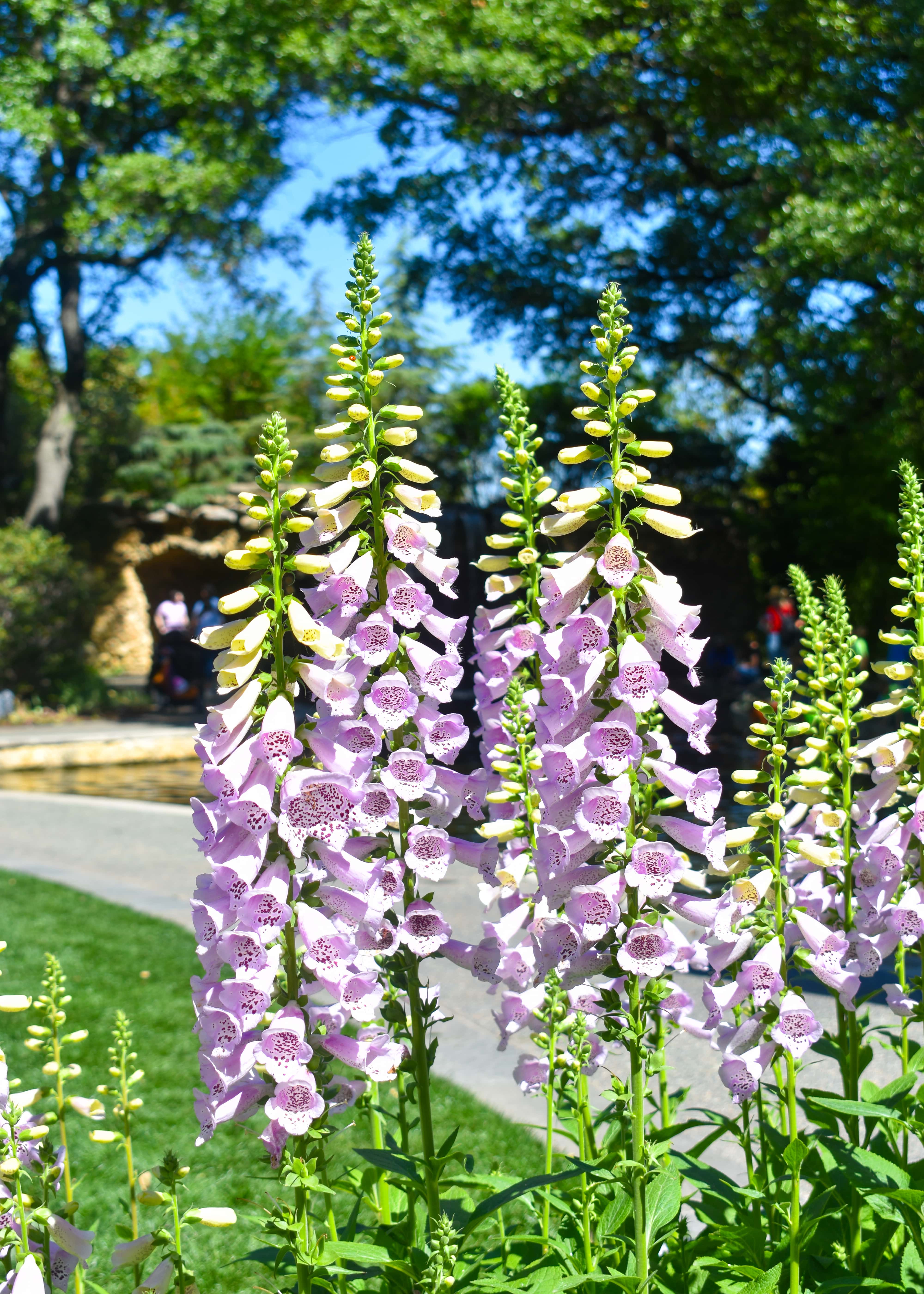 Dallas Arboretum and Botanical Garden